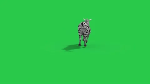Zebra Green Screen Runs Back Real Fur An... | Stock Video | Pond5