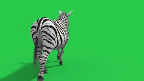 Zebra Green Screen Walks Back Real Fur A... | Stock Video | Pond5