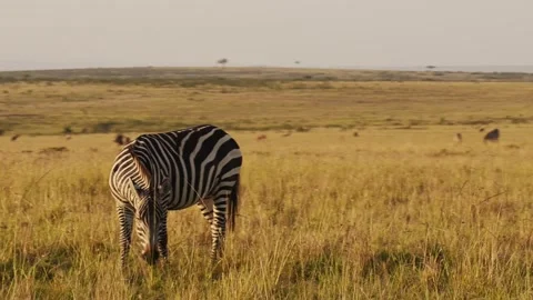 Zebra Herd, Africa Animals on African Wi... | Stock Video | Pond5