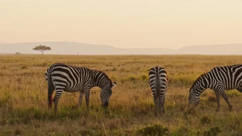 Zebra Herd, Africa Animals on African Wi... | Stock Video | Pond5