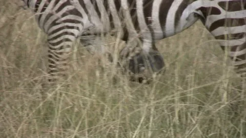 A zebra with a large tumor swelling on t... | Stock Video | Pond5