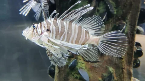 Zebra Fish Stock Footage ~ Royalty Free Stock Videos | Pond5