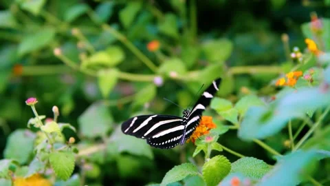 Zebra Longwing aka Heliconius Charithoni... | Stock Video | Pond5