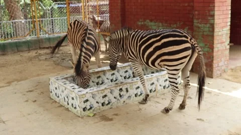 African Butts Vidio Stock Video Footage | Royalty Free African Butts ...