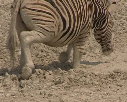 Zebra Mud Stock Footage ~ Royalty Free Stock Videos | Pond5