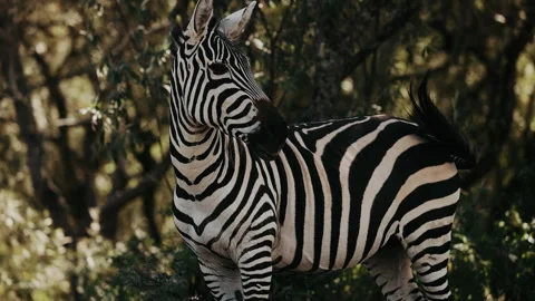 Zebra Animal Stock Footage ~ Royalty Free Stock Videos | Pond5