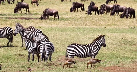 Zebra Playing in Africa Wildebeest Migra... | Stock Video | Pond5