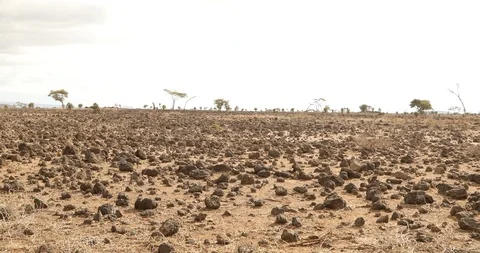 African Pooping Stock Footage ~ Royalty Free Stock Videos | Pond5