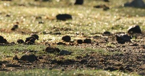 African Pooping Stock Videos – Royalty-Free HD & 4K Videos | Pond5