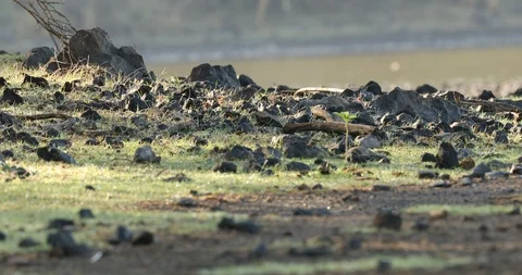 African Pooping Stock Videos – Royalty-Free HD & 4K Videos | Pond5