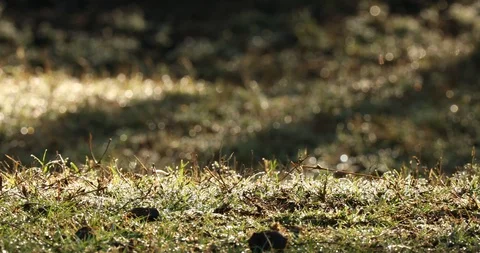 African Pooping Stock Videos – Royalty-Free HD & 4K Videos | Pond5