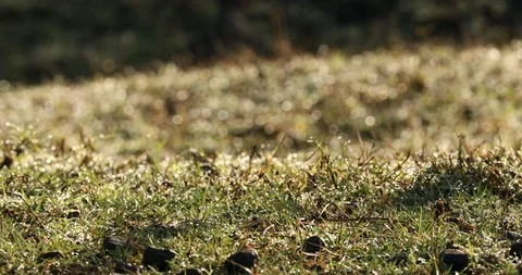 African Pooping Stock Videos – Royalty-Free HD & 4K Videos | Pond5