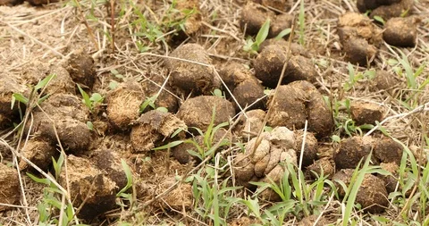 Horse Pooping Stock Video Footage | Royalty Free Horse Pooping Videos ...