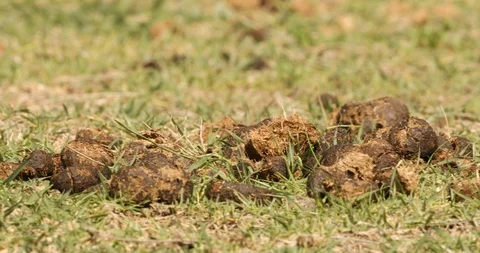 African Pooping Stock Footage ~ Royalty Free Stock Videos | Pond5
