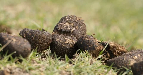 African Pooping Stock Videos – Royalty-Free HD & 4K Videos | Pond5