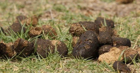African Pooping Stock Footage ~ Royalty Free Stock Videos | Pond5