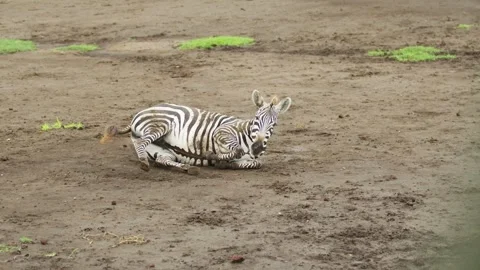 Zebra Mud Stock Footage ~ Royalty Free Stock Videos | Pond5