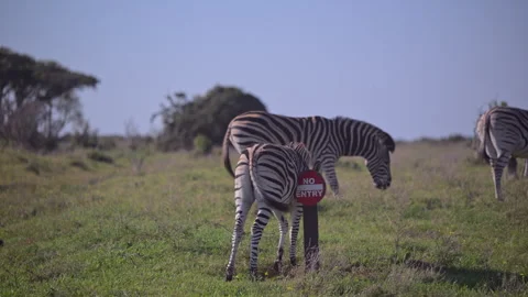 Zebra seen rubbings against pole | Stock Video | Pond5
