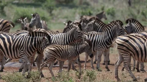 Zebra stallion and his mares | Stock Video | Pond5