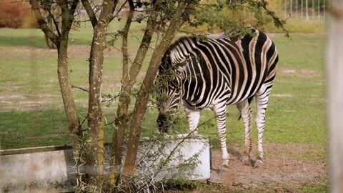 Zebra with striking black and white skin... | Stock Video | Pond5