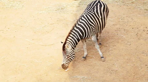 Zebra from top view with brown sand back... | Stock Video | Pond5