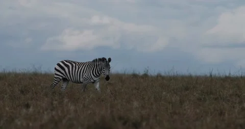 Zebra Walking in the Mara plains & Eleph... | Stock Video | Pond5