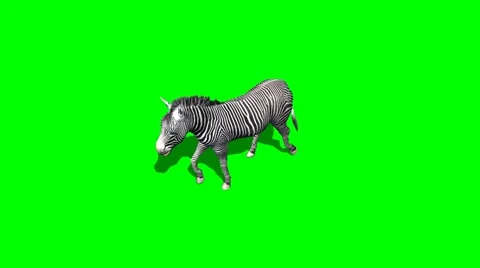 Zebra Green Screen Vídeos de archivo | Zebra Green Screen Vídeos ...