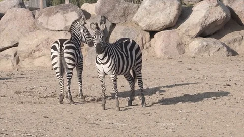 Zebra Animal Stock Footage ~ Royalty Free Stock Videos | Pond5