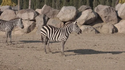 Zebra Animal Stock Footage ~ Royalty Free Stock Videos | Pond5