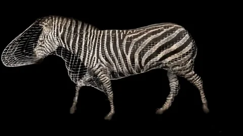Zebra Animal Stock Footage ~ Royalty Free Stock Videos | Pond5