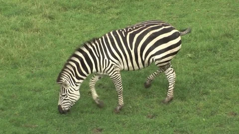 Zebra Zoo Animal | Stock Video | Pond5