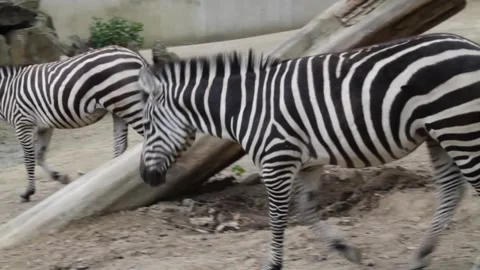 Zebra in the zoo. Zebra in the zoologica... | Stock Video | Pond5