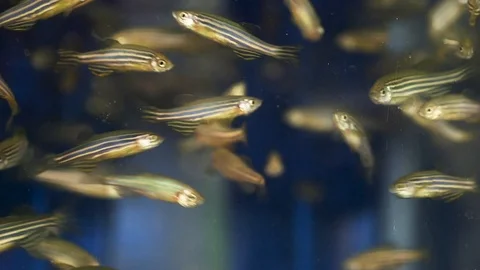 Zebrafish Stock Videos – Royalty-Free HD & 4K Videos | Pond5