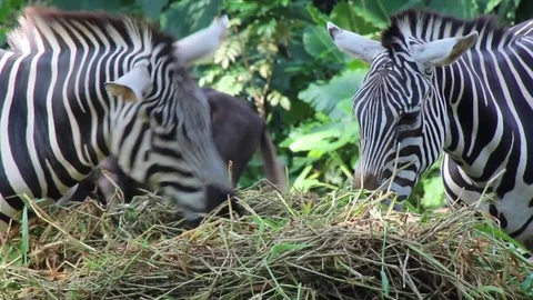 Zebras eating hay with jungle background | Stock Video | Pond5