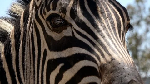 Zebra's eye close-up. Zebra looking arou... | Stock Video | Pond5