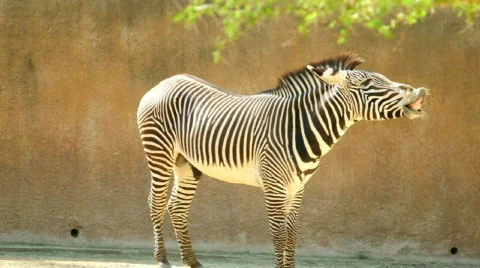 Zebras Mating Stock Videos – Royalty-Free HD & 4K Videos