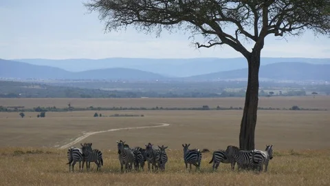 Zebras standing under an acacia tree | Stock Video | Pond5