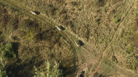 Casting Fpor Game Stock Videos – Royalty-Free HD & 4K Videos