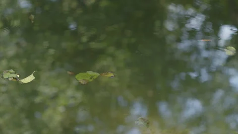 Zen river flow with leaves on surface 4K... | Stock Video | Pond5
