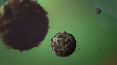 Bloodx Photo Stock Videos – Royalty-Free HD & 4K Videos | Pond5