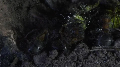 zombie ant dying and others infected by ... | Stock Video | Pond5