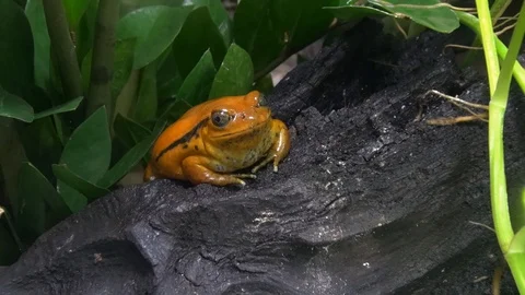 Zoo Barcelona animals fauna biology frog... | Stock Video | Pond5