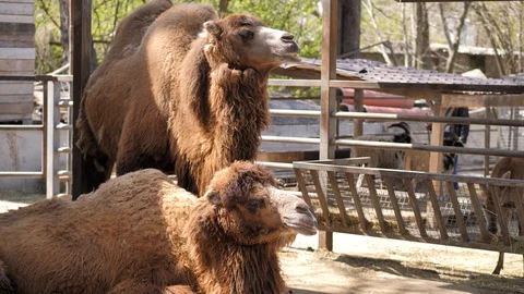 Closeup Camel Toe Stock Videos – Royalty-Free HD & 4K Videos