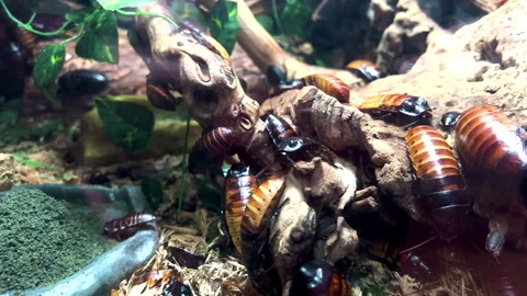 Zoo display, large cockroaches in an aqu... | Stock Video | Pond5