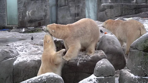 Zoo. Three Bears. Two bears play with ea... | Stock Video | Pond5