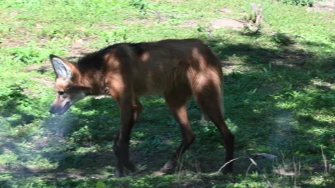zoological park in France: a fox is walk... | Stock Video | Pond5