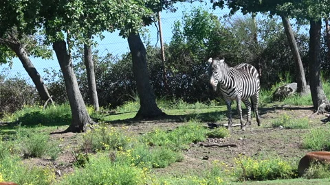 zoological park of France, a zebra is st... | Stock Video | Pond5