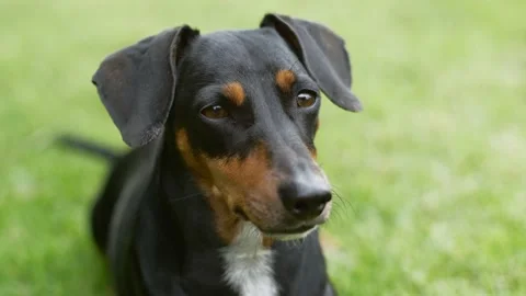 Zoom Angle on small black dog face 4k | Stock Video | Pond5