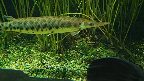 Baby Longnose Gar Fish