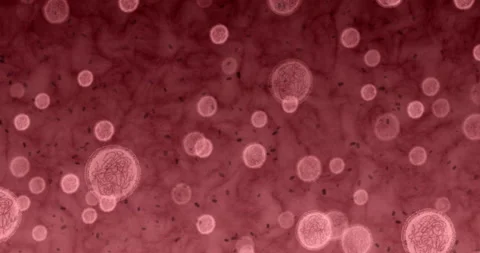 Zoom, bacteria and science microscope in... | Stock Video | Pond5